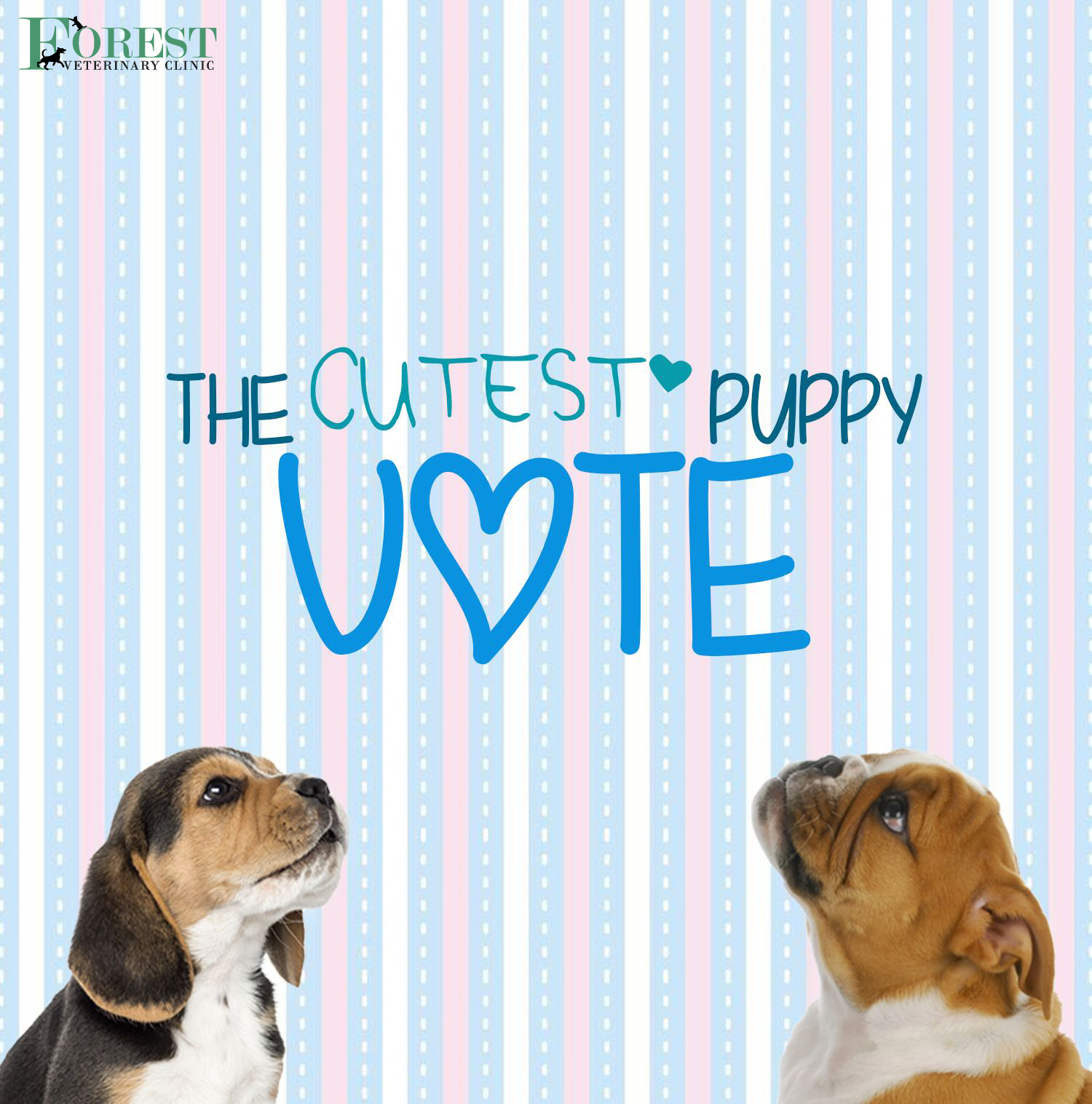 Forest Vets - Projekt Maverick Ltd